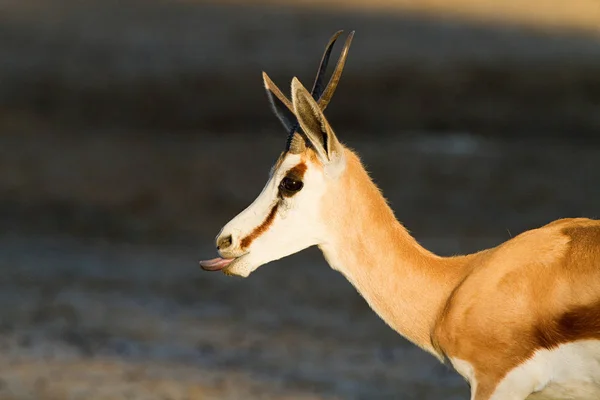 Springbok Head