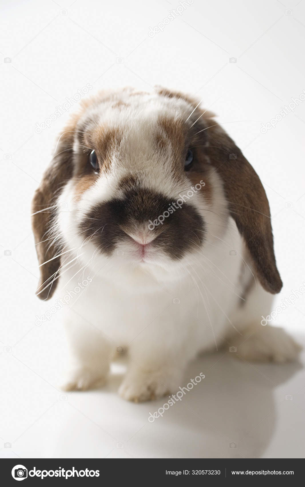 Lop Eared Rabbit Isolated White Background — Stock Photo © ImageSource ...