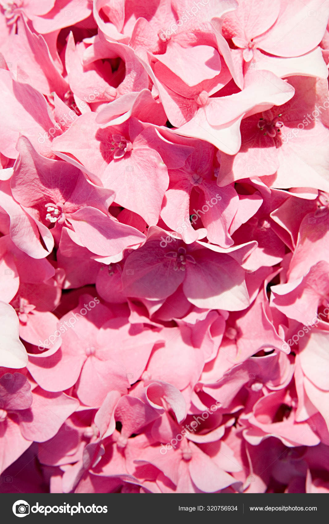 Pink Flowers Texture Background Stock Photo by ©ImageSource 320756934