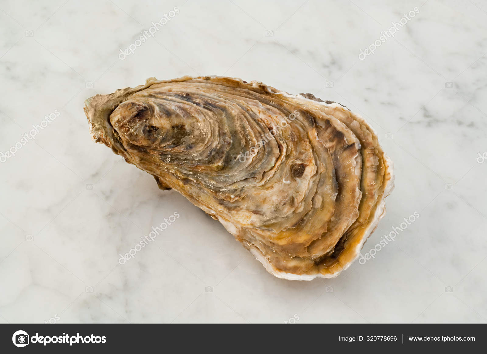 Oyster Shell Table Stock Photo by ©ImageSource 320778696