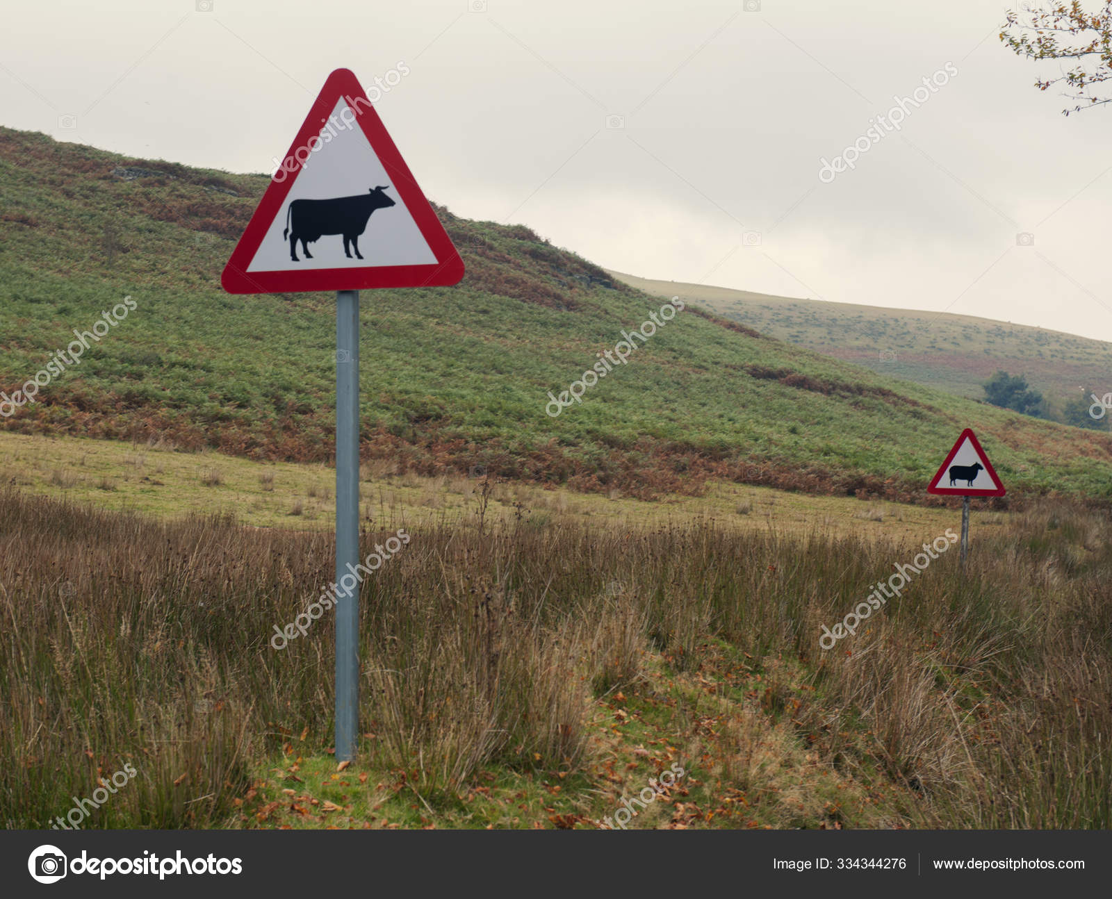 Beware of cattle warning sign, Powys, Wales — Stock Photo © ImageSource ...