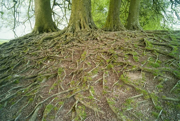 View of tree roots and trees on hill - Stock Image - Everypixel