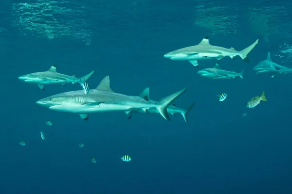 Caribbean Reef Shark Underwater Stock Photo by ©ImageSource 320572616