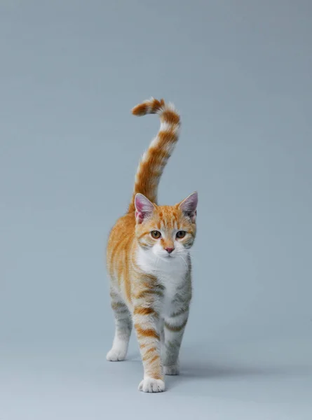 Fotos de Gato andando, Imagens de Gato andando sem royalties ...