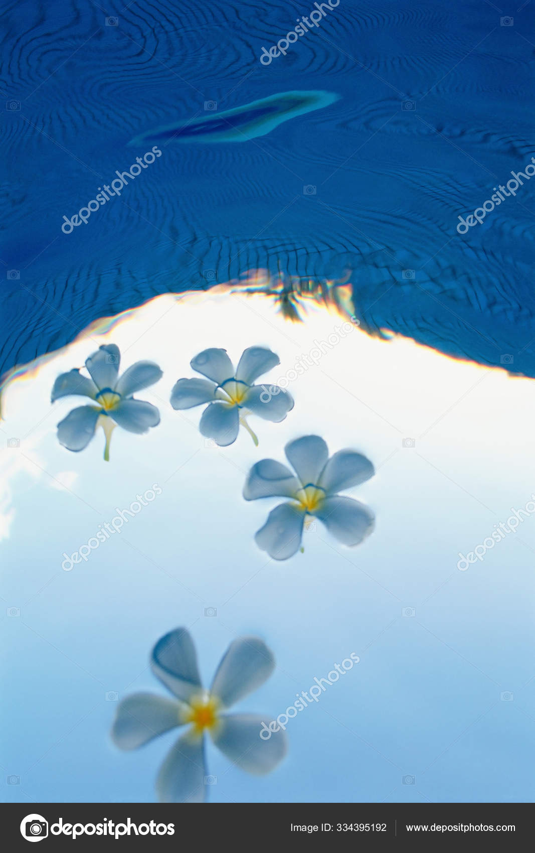 Flowers Floating Water — Stock Photo © ImageSource #334395192