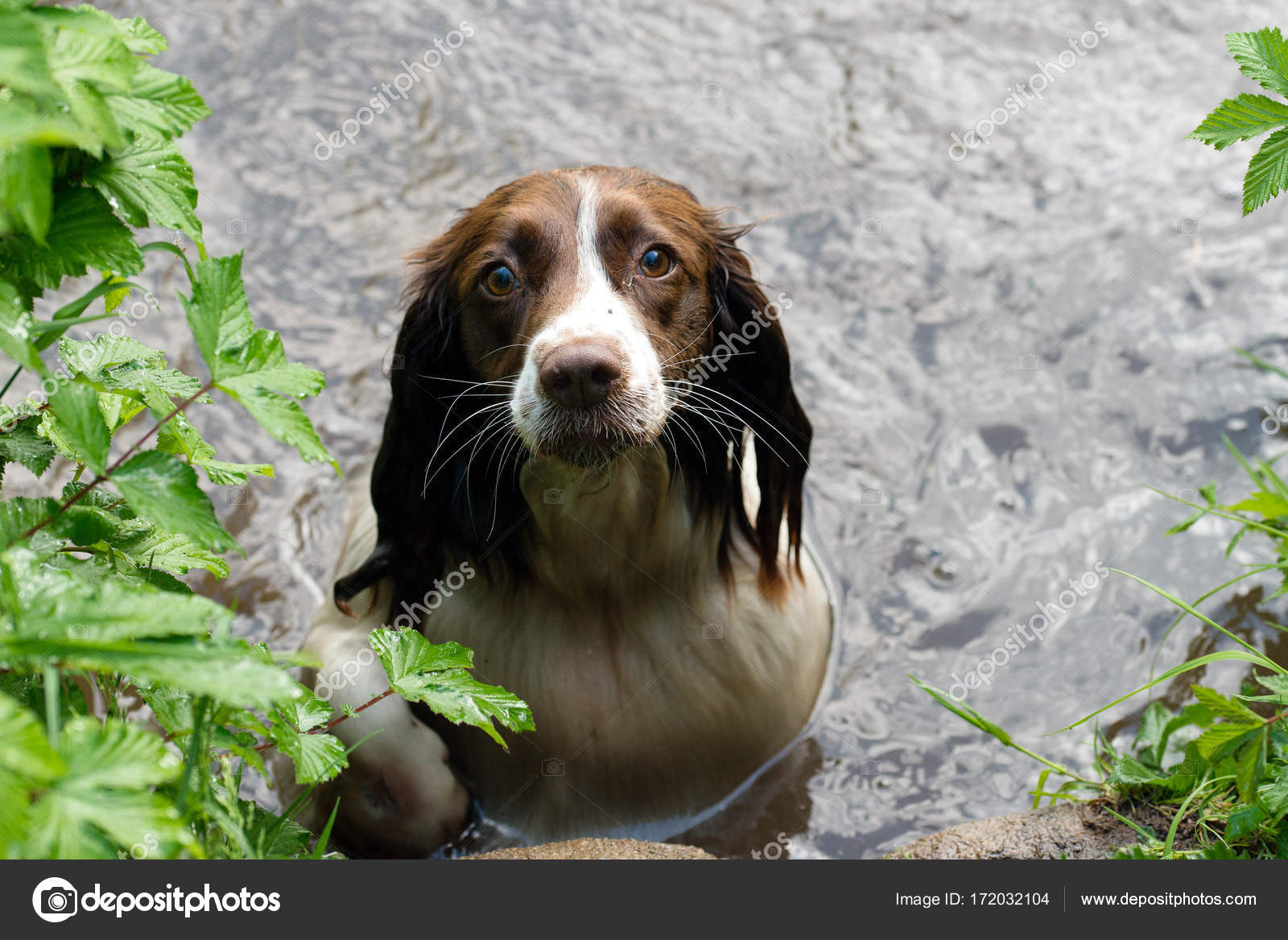 English Springer Spaniel Brown And White