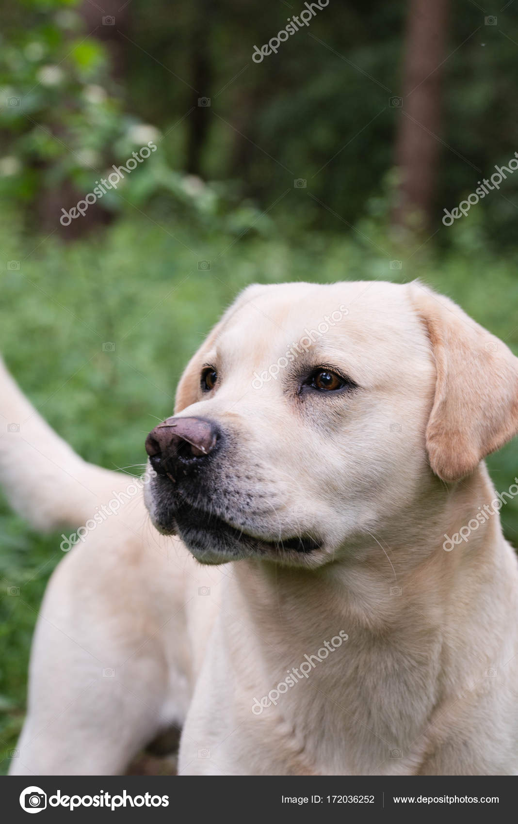 A yellow labrador looking alert during a walk — Stock Photo © AP-images ...