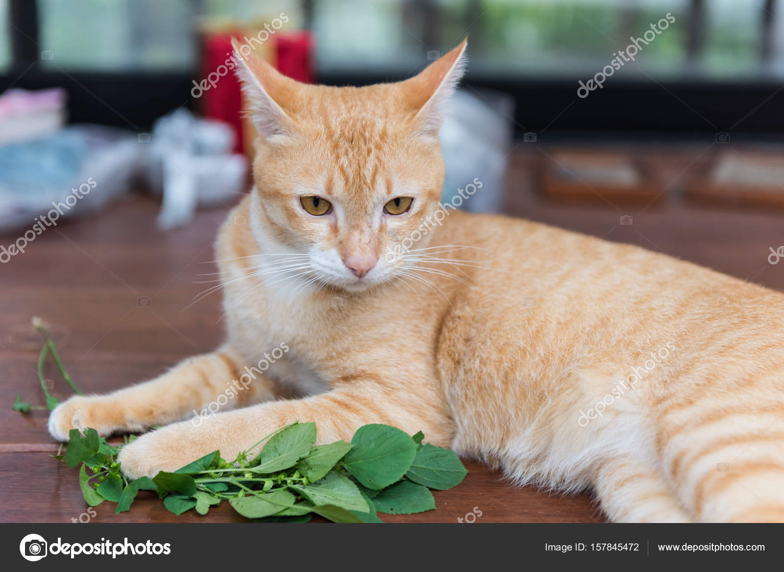 A cute yellow Thai cat happy with Catnip tree Stock Photo by ©jcsmilly ...