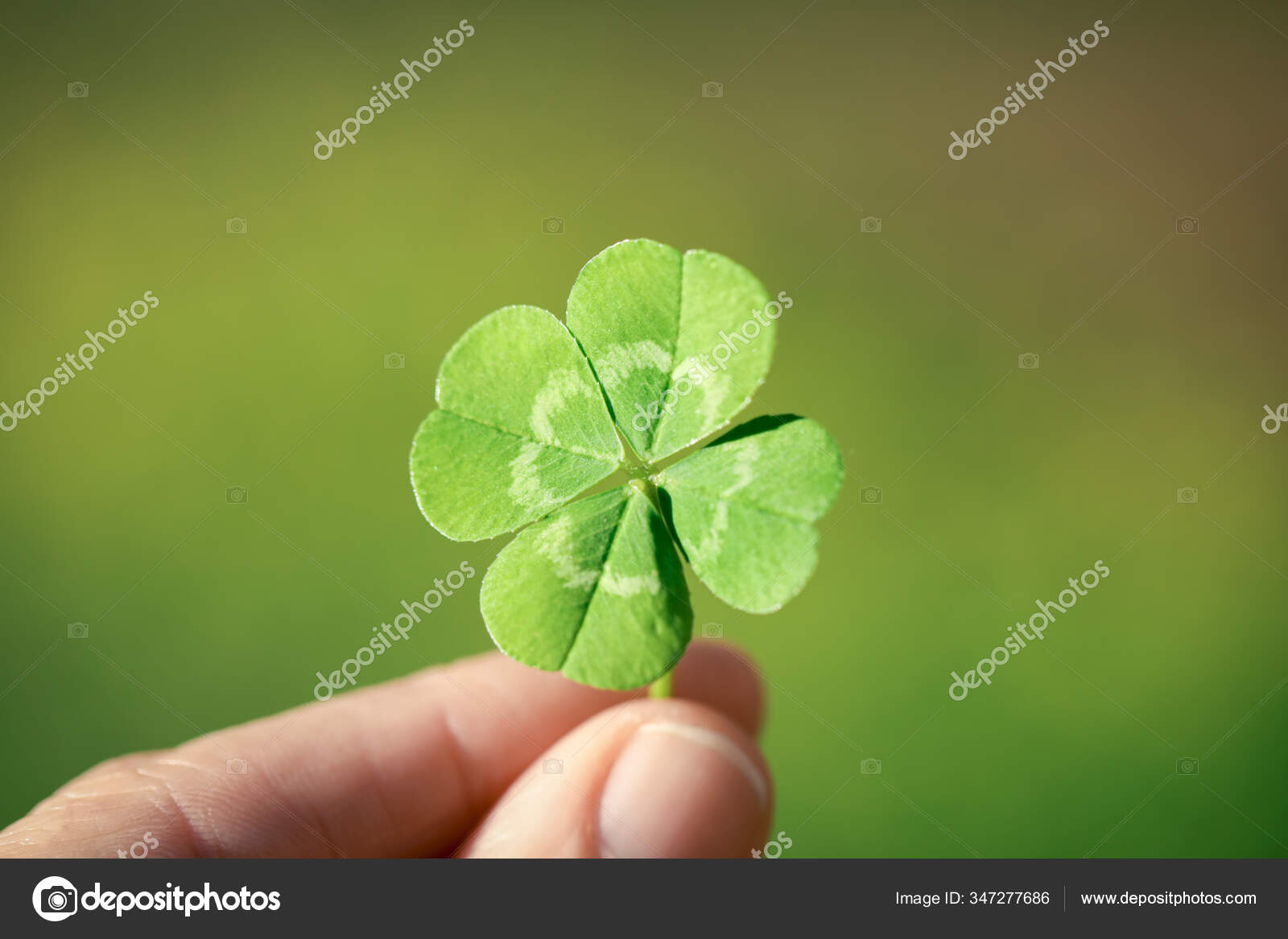 Holding Lucky Four Leaf Clover Good Luck Shamrock Lucky Charm — Stock ...