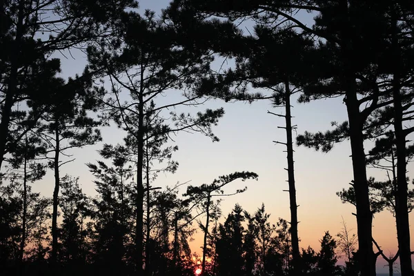 Sunset pine trees Stock Photos, Royalty Free Sunset pine trees Images ...