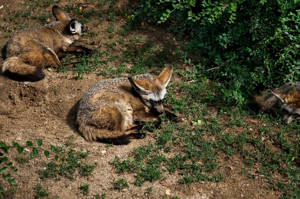 Volatile india foxes Stock Photos, Royalty Free Volatile india foxes ...