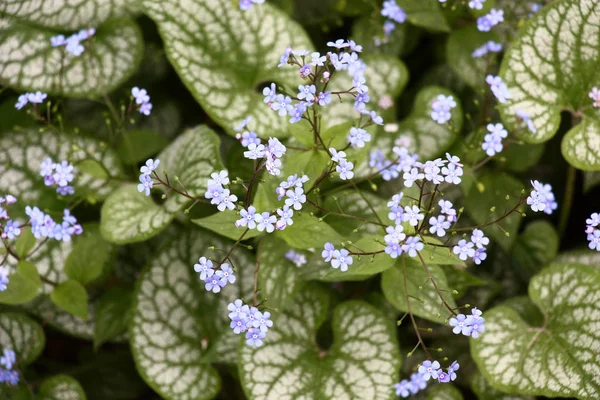 Brunnera variegata Stock Photos, Royalty Free Brunnera variegata Images ... Brunnera variegata Stock Photos, Royalty Free Brunnera variegata Images ...