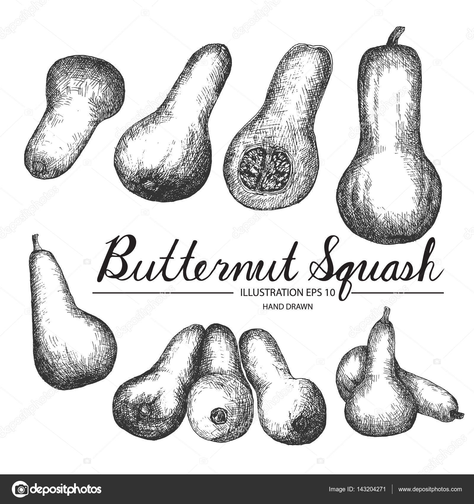 Butternut Squash Outline