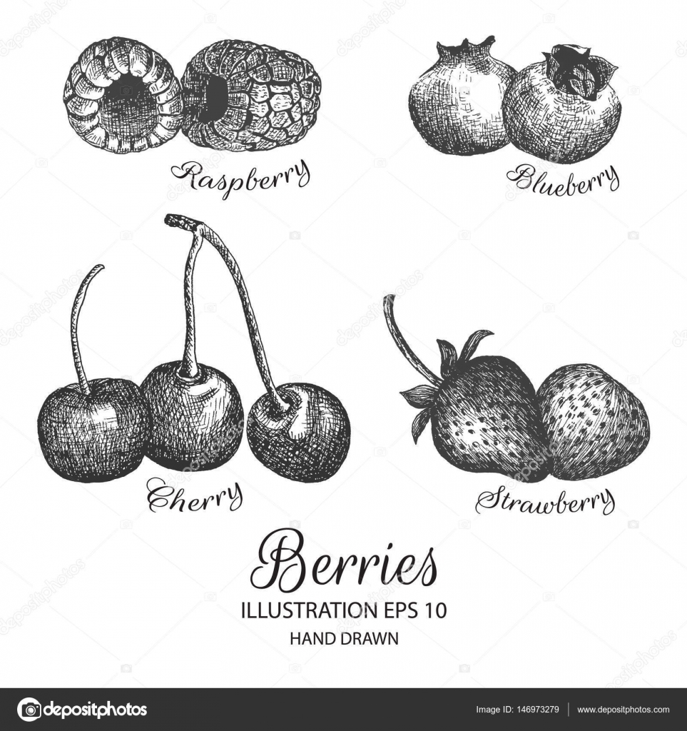 Berries hand drawn illustration by ink and pen sketch. Stock ...