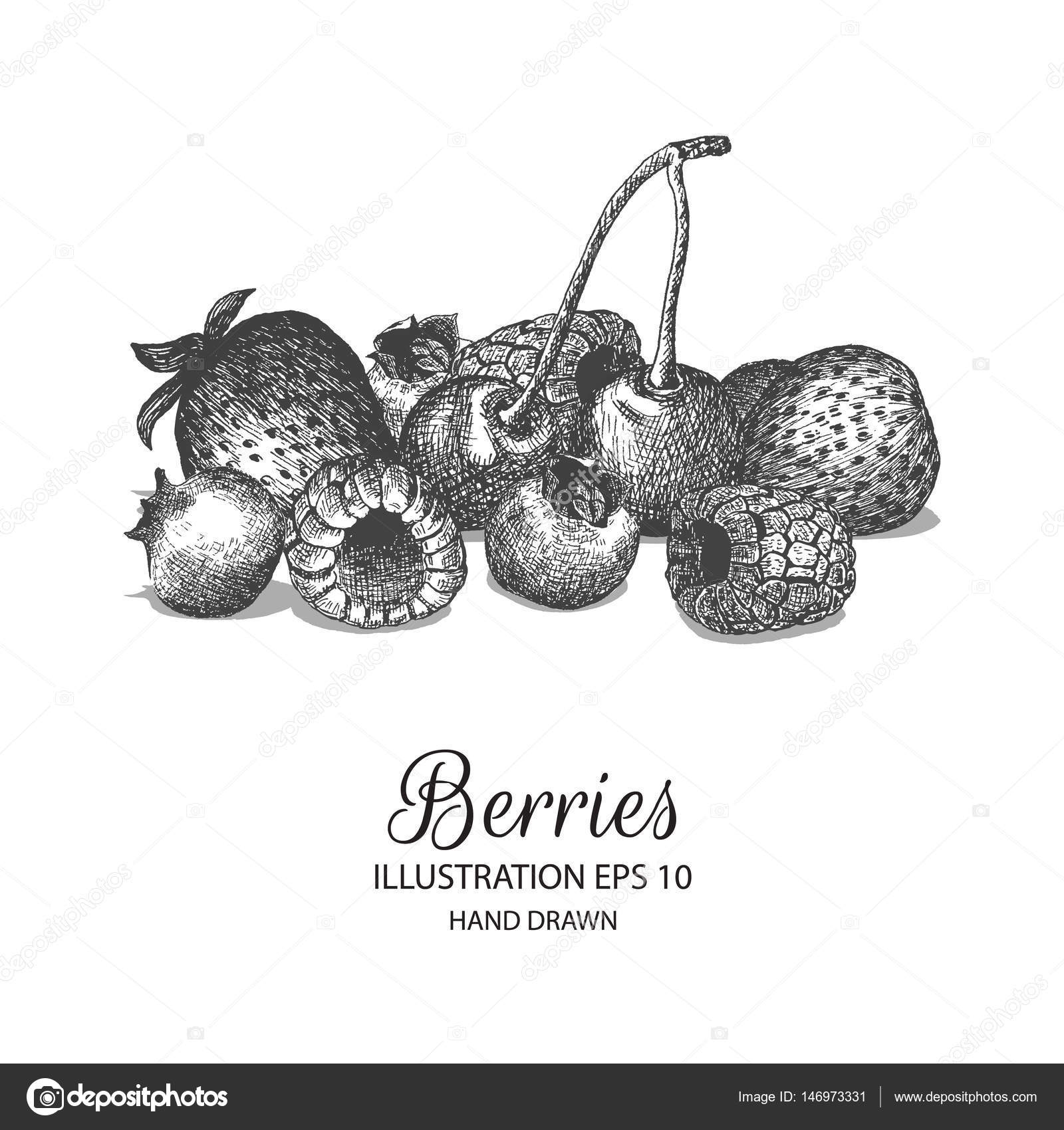Berries hand drawn illustration by ink and pen sketch. Stock Vector ...