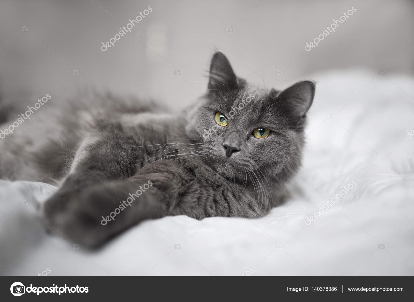 Fluffy Light Gray Cat