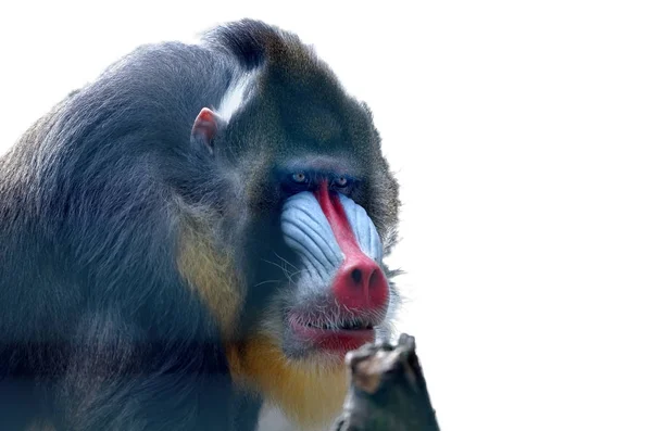 Gorillatag monkey cancer transparent Stock Photos, Royalty Free ...