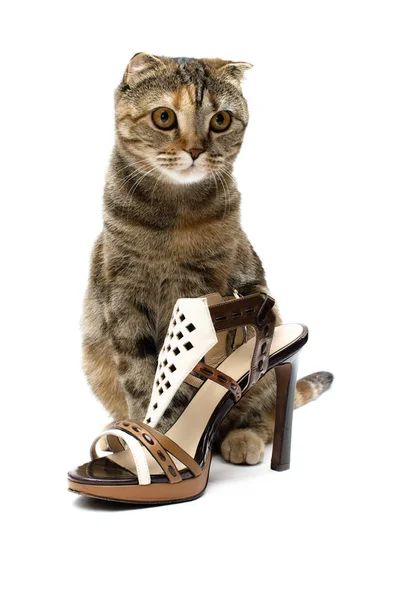 Kitten heels Stock Photos, Royalty Free Kitten heels Images | Depositphotos