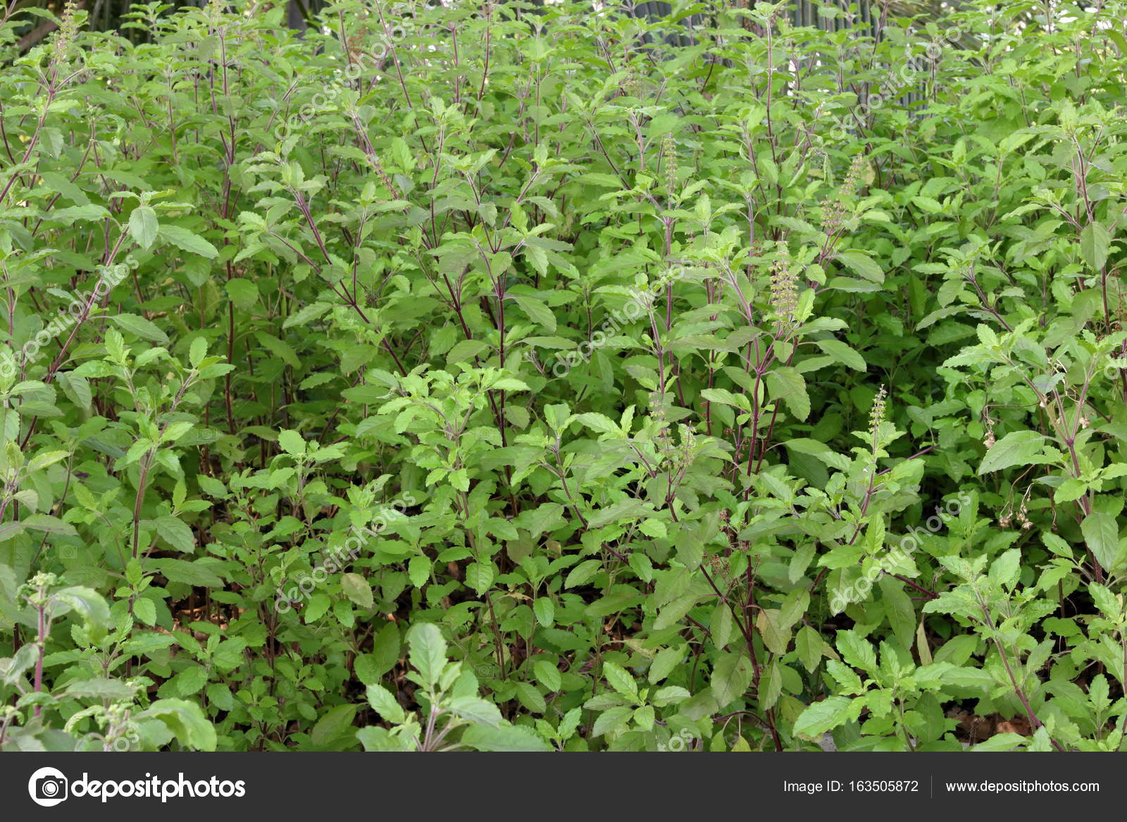 Holy basil or Scientific name is Ocimum tenuiflorum — Stock Photo ...
