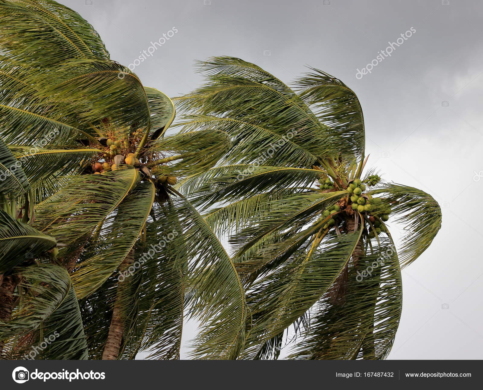 Wind Blowing Coconut Trees