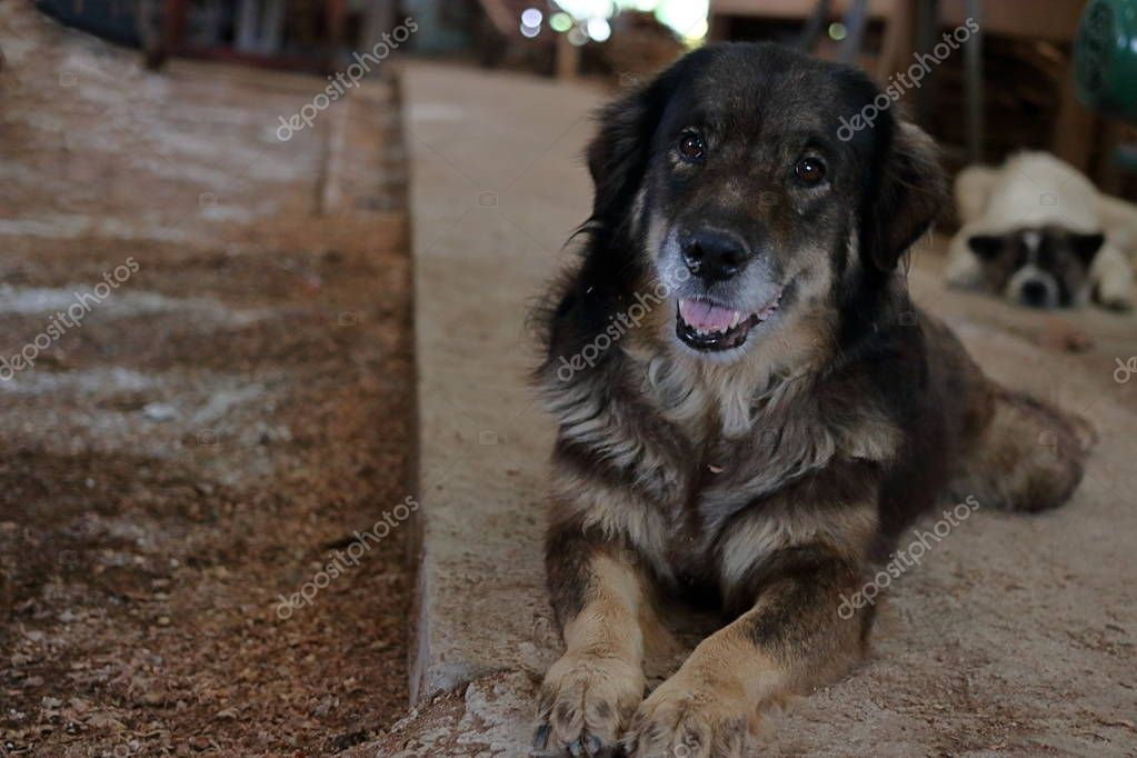 Cutie perro esperando a su dueño en el piso interior 2024