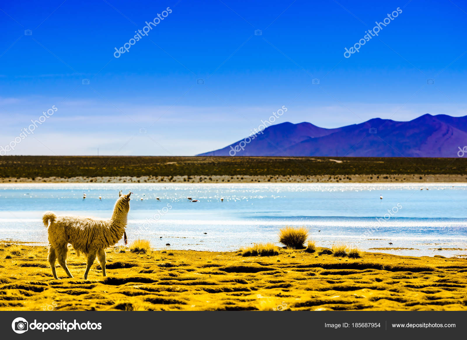 Lagoon pastos grandes in the Altiplano of Bolivia — Stock Photo ...