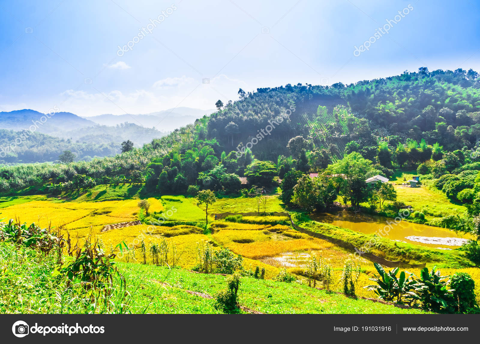 Rice field landscape by Chiang Rai - Thailand Stock Photo by ...