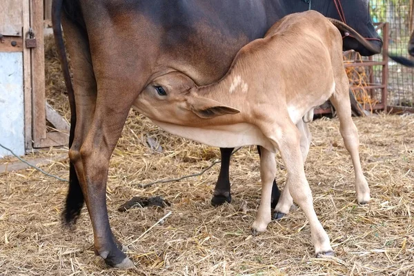 Mother cow calf Stock Photos, Royalty Free Mother cow calf Images ...