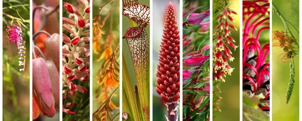 Australian native plants Stock Photos, Royalty Free Australian native ...