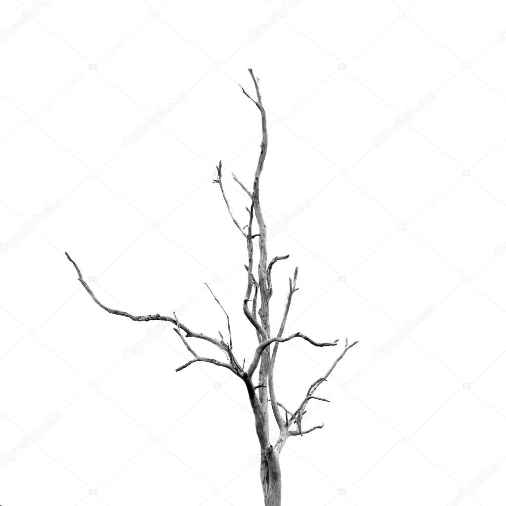 Dead Tree without Leaves — Stock Photo © piyagoon #125717700