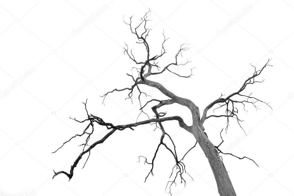 Dead Tree without Leaves — Stock Photo © piyagoon #125718038
