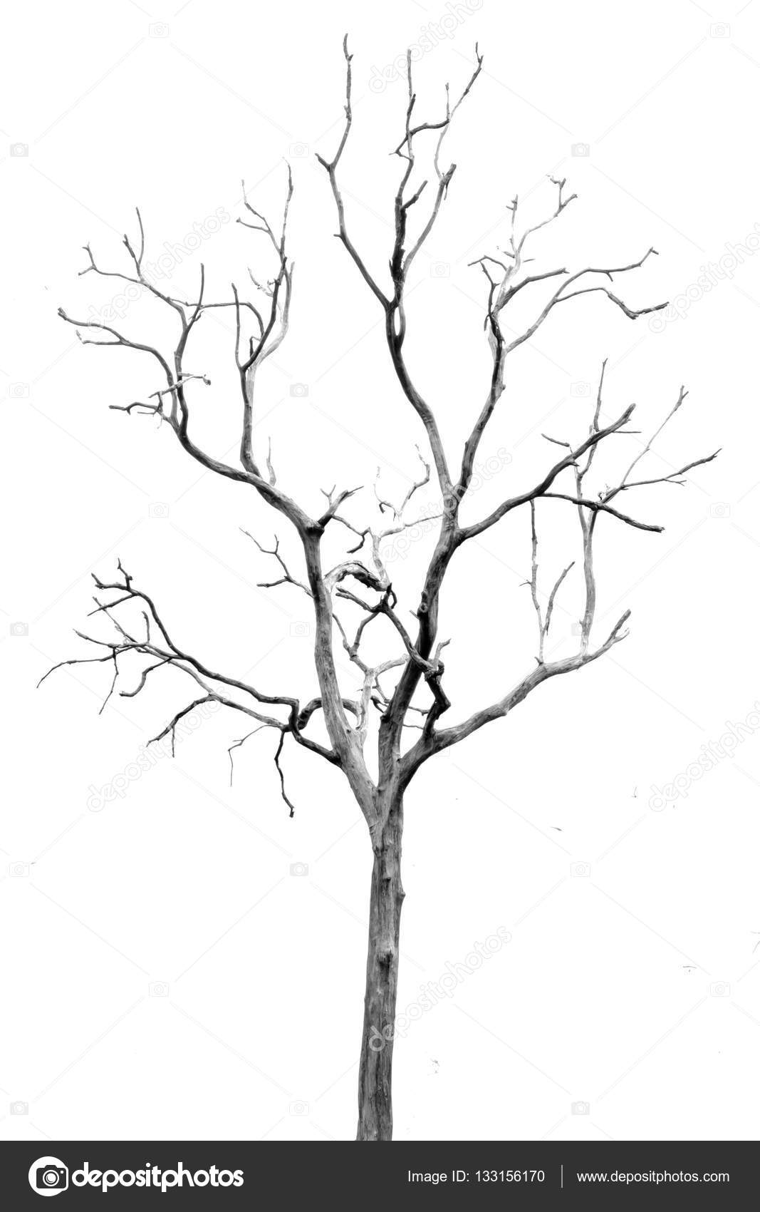 Dead Tree without Leaves — Stock Photo © piyagoon #133156170