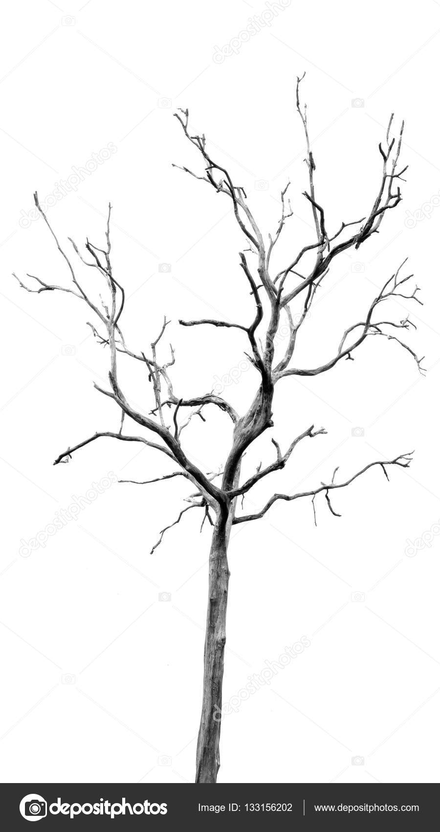 Dead Tree without Leaves — Stock Photo © piyagoon #133156202
