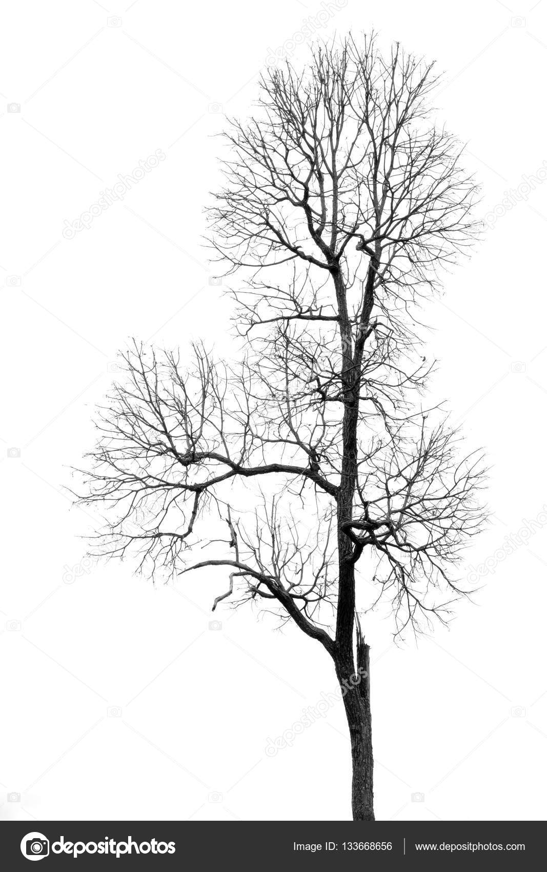 Dead Tree without Leaves Stock Photo by ©piyagoon 133668656