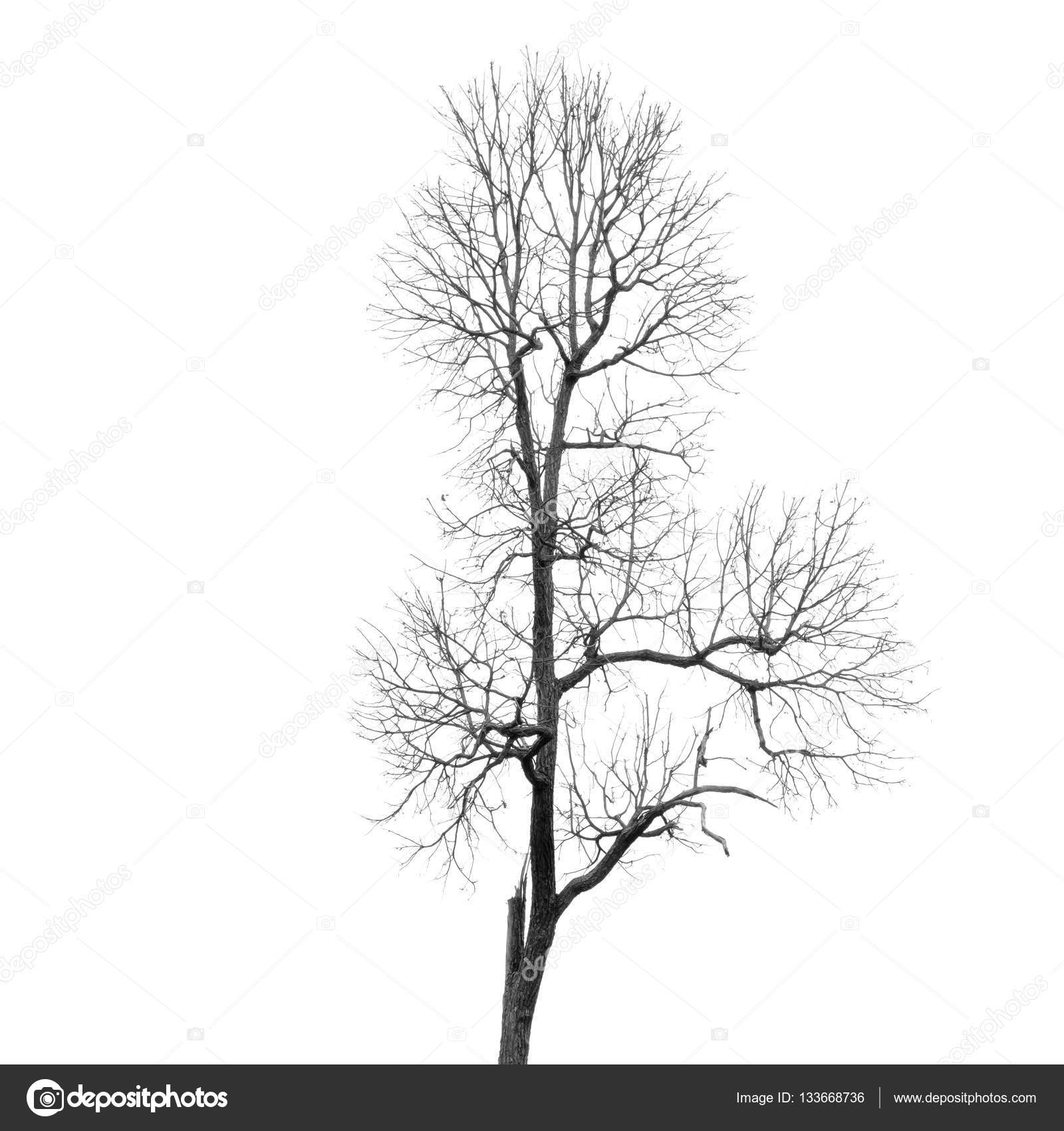 Dead Tree without Leaves — Stock Photo © piyagoon #133668736