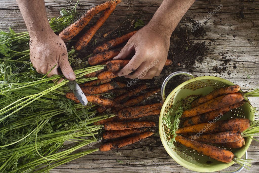 Clean a bunch of carrots — Stock Photo © Fotografiche #126881736
