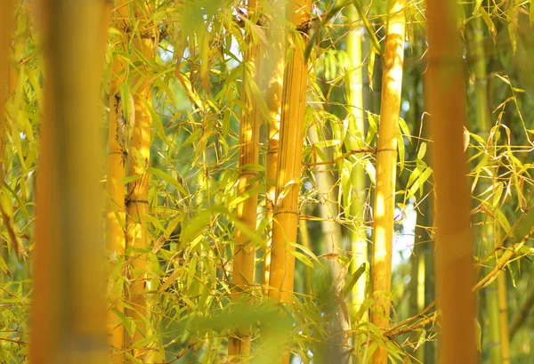 Bamboo silhouette Stock Photos, Royalty Free Bamboo silhouette Images ...