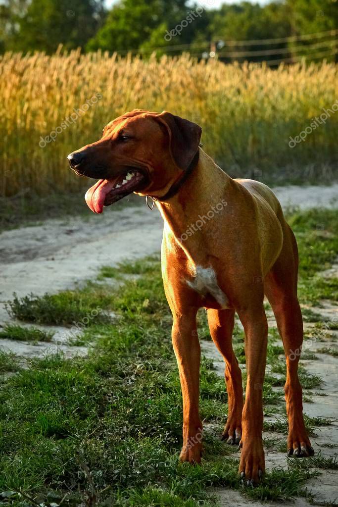 El pura raza africana Rhodesian Ridgeback es una notable raza deportiva ...