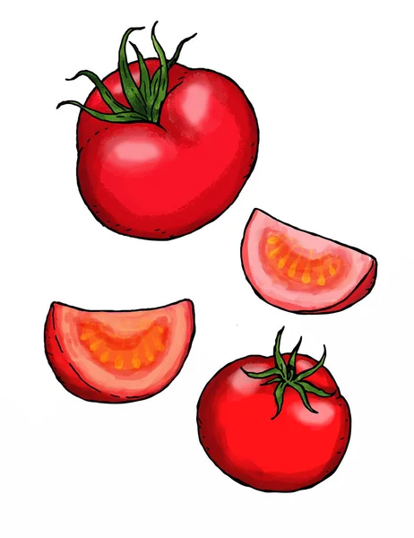 Imagens vetoriais Desenho fases tomate | Depositphotos