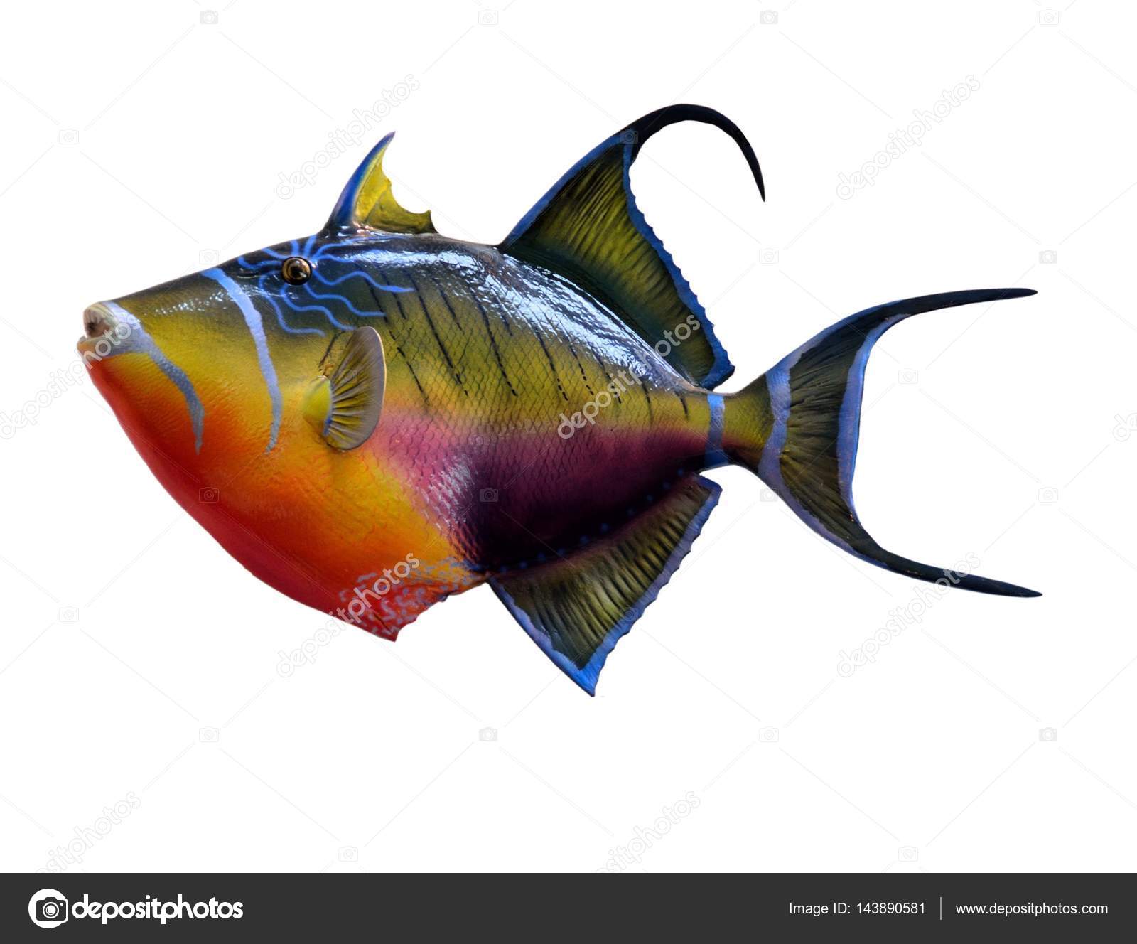 Colorful Mounted Trigger Fish Stock Photo by ©howdy76 143890581