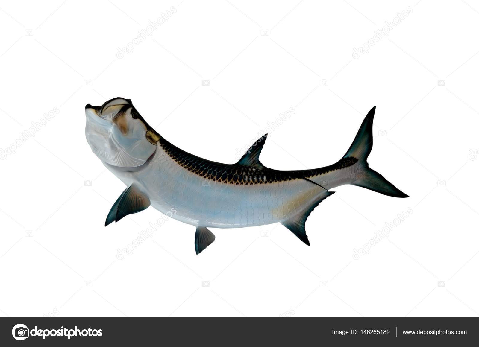 Saltwater Tarpon Fish mount — Stock Photo © howdy76 #146265189
