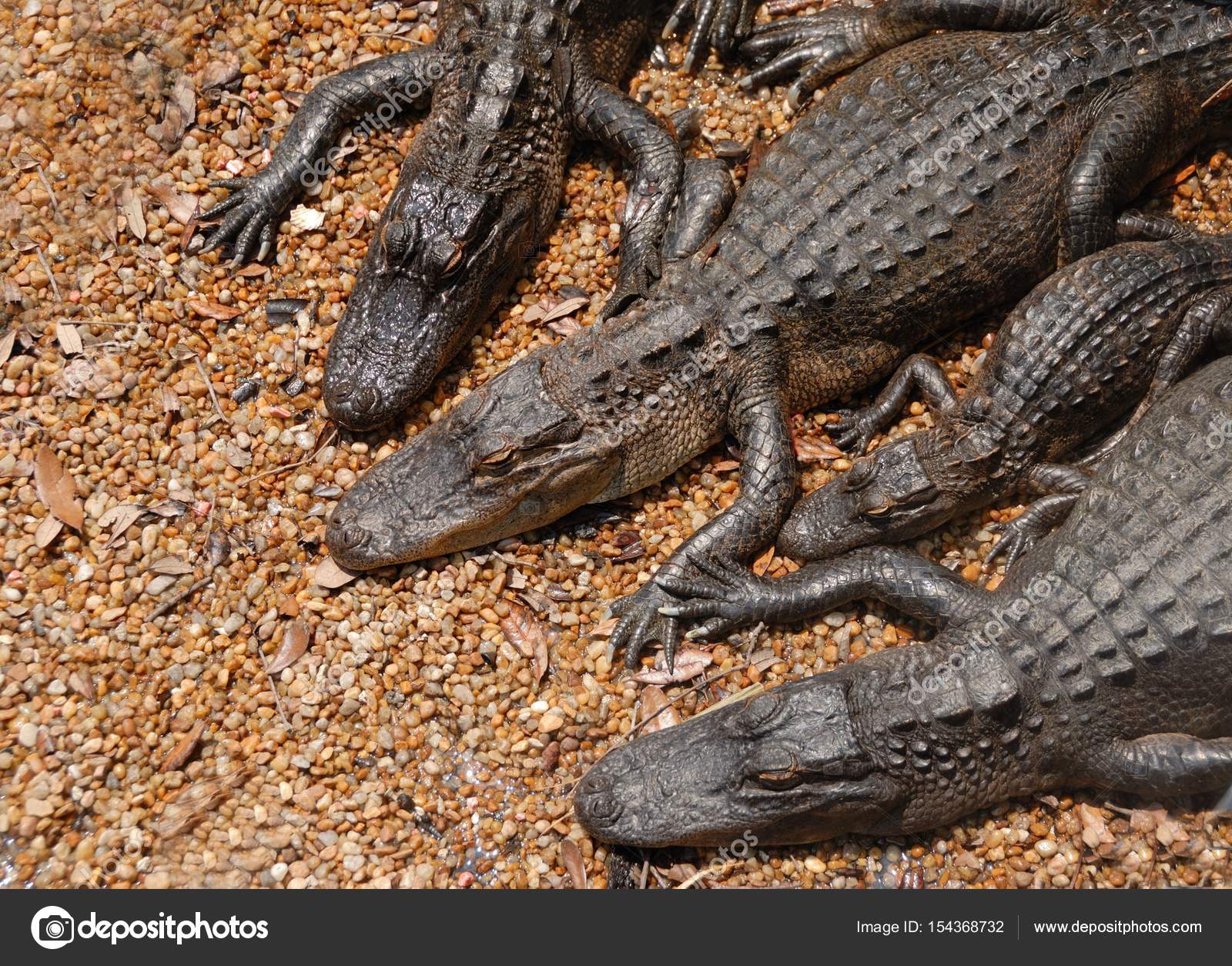 Cual Es La Diferencia Entre Lagarto Cocodrilo Y Caiman Esta Diferencia ... Cual Es La Diferencia Entre Lagarto Cocodrilo Y Caiman Esta Diferencia ...