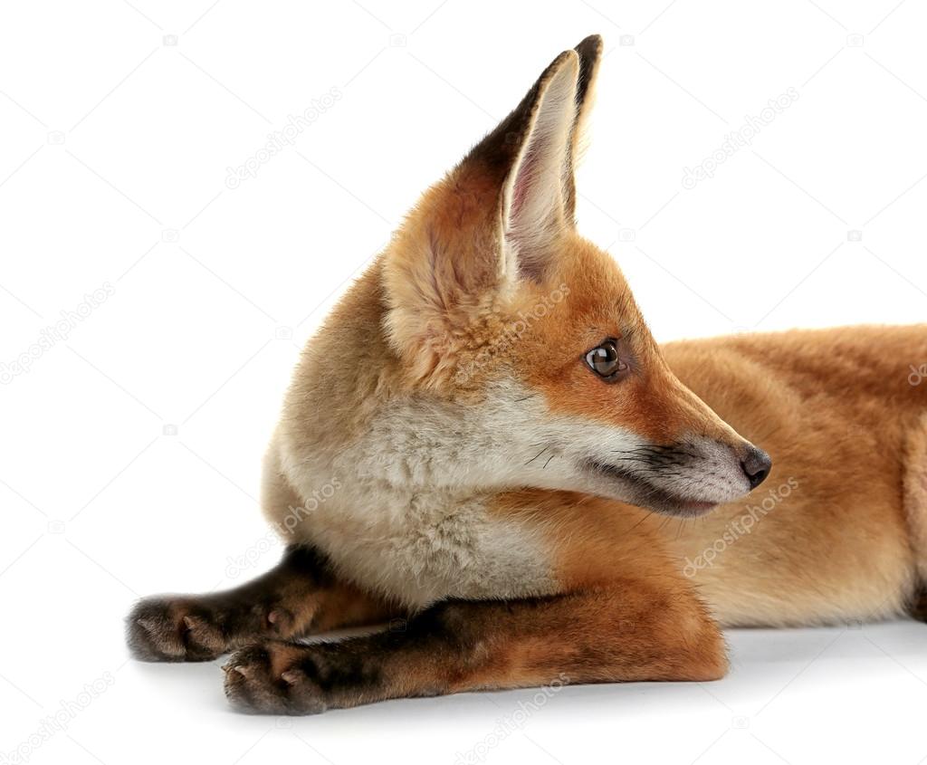 Beautiful fox cub Stock Photo by ©belchonock 125379252