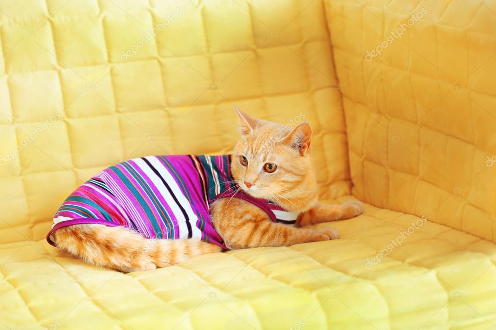 Funny red cat — Stock Photo © belchonock #125469978