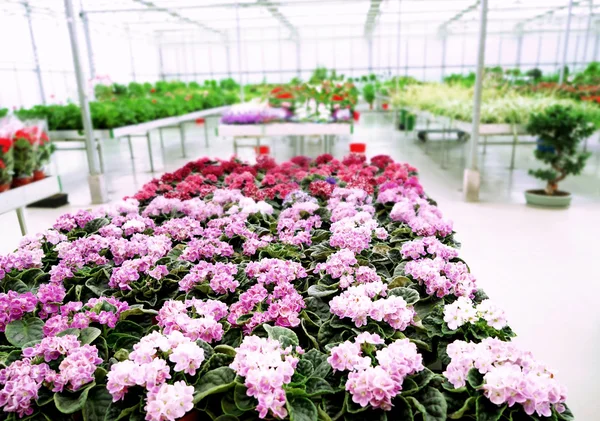 Beautiful flowers in pots - Stock Image - Everypixel