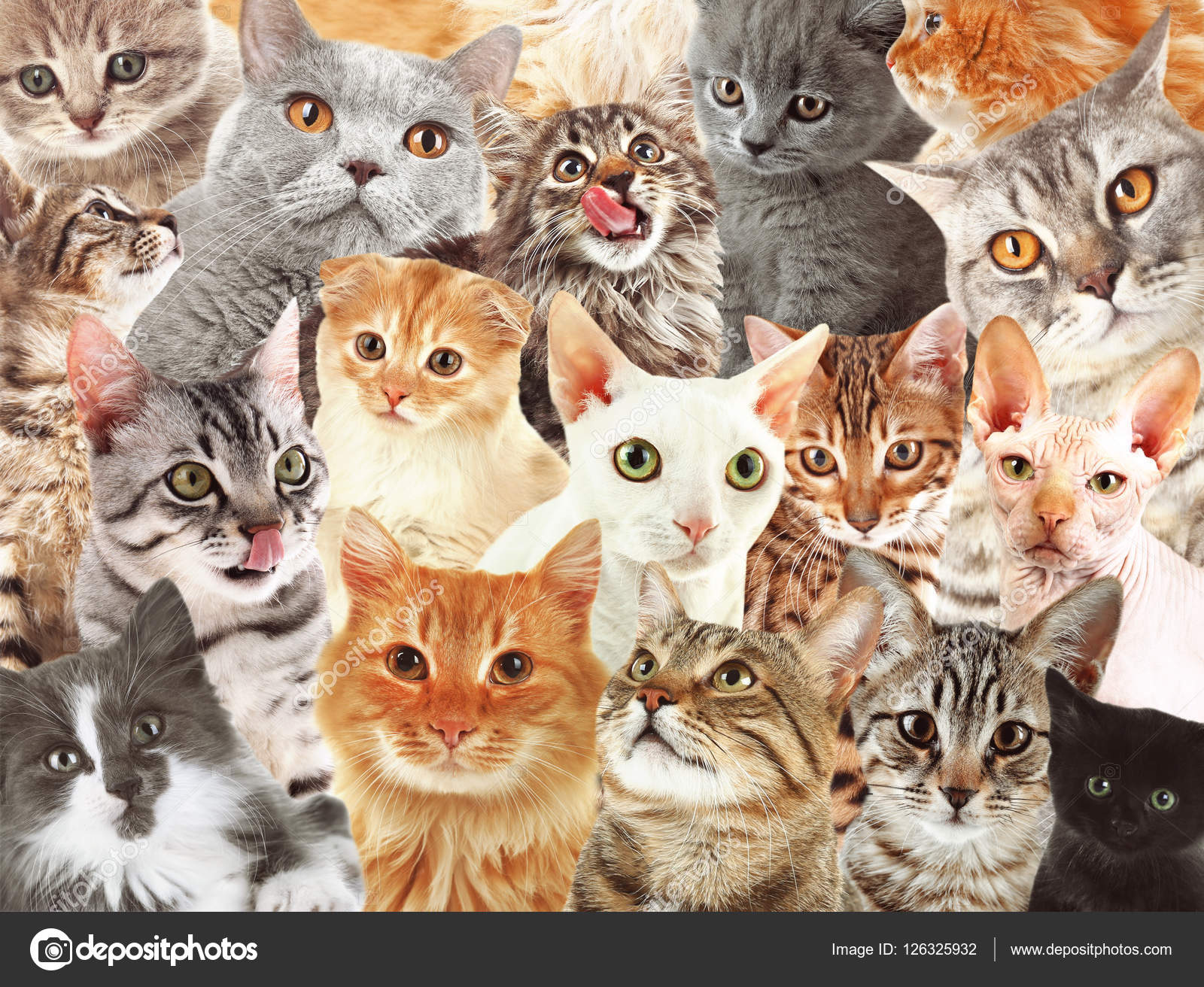 Cats Collage Background