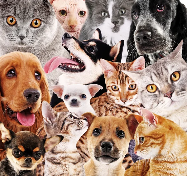Collage of cats and dogs isolated on white — Stock Photo © belchonock ...