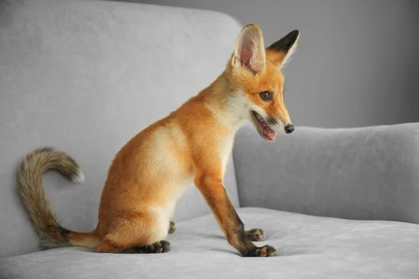 Fox cub Stock Photos & Royalty-Free Images | Depositphotos