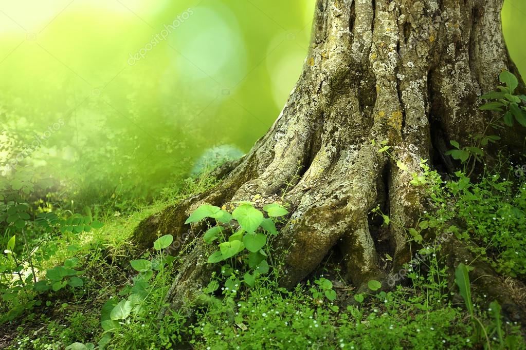 Big tree roots in a green forest — Stock Photo © belchonock #126331988 Big tree roots in a green forest — Stock Photo © belchonock #126331988