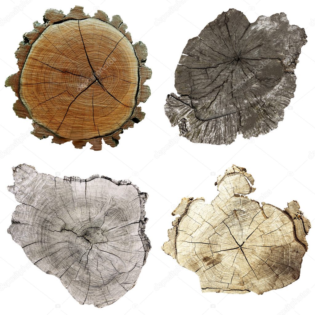Cross section of tree trunk isolated on white Stock Photo by ...
